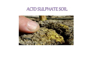 Acid SO4 soil.ppt
