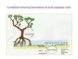 Acid SO4 soil.ppt