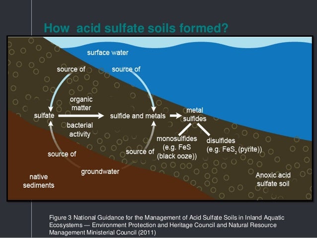 Acid sulphate soil