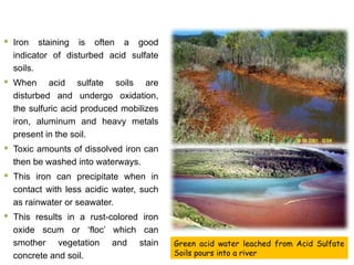 Acid sulphate soils - Types, formation, reactions, and characteristics ...