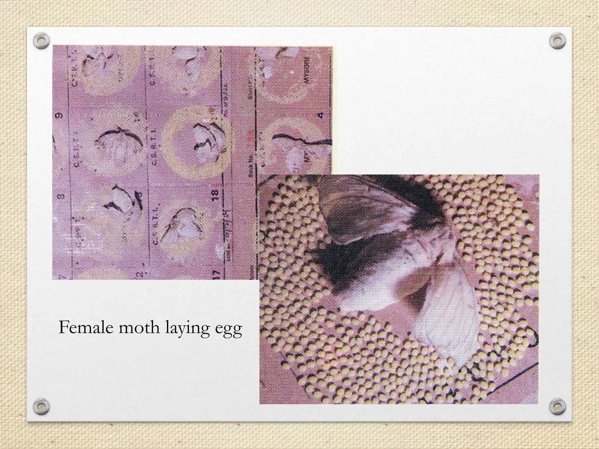 Acid treatment of silkworm eggs.pptx