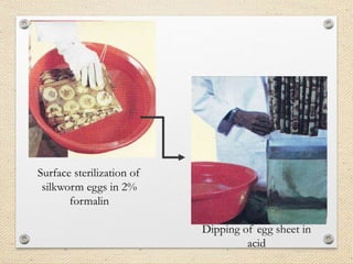 Acid treatment of silkworm eggs.pptx
