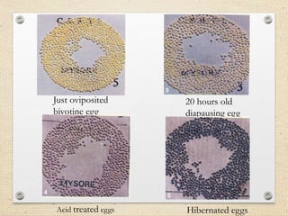 Acid treatment of silkworm eggs.pptx