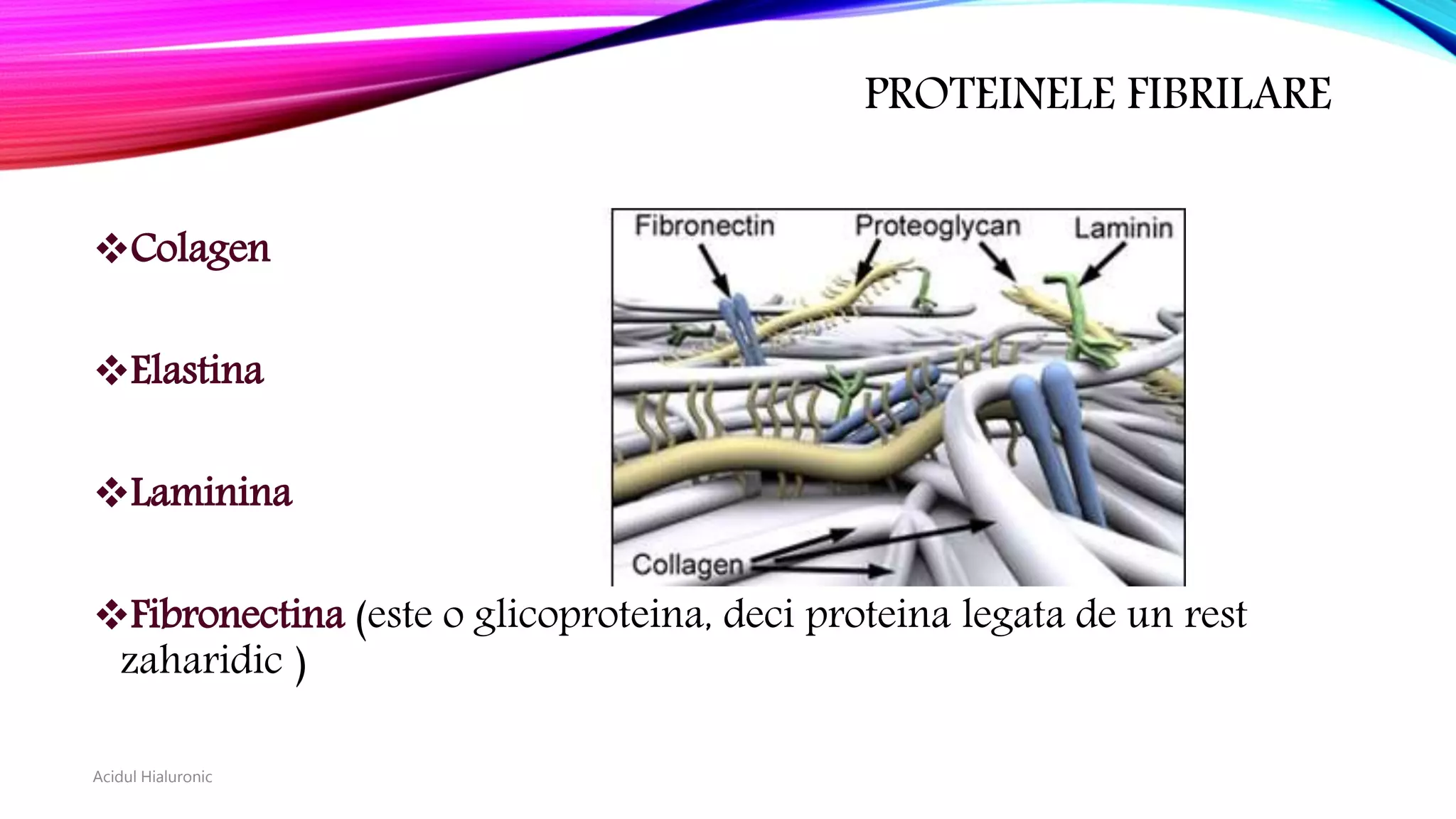 Acidul hialuronic | PPT