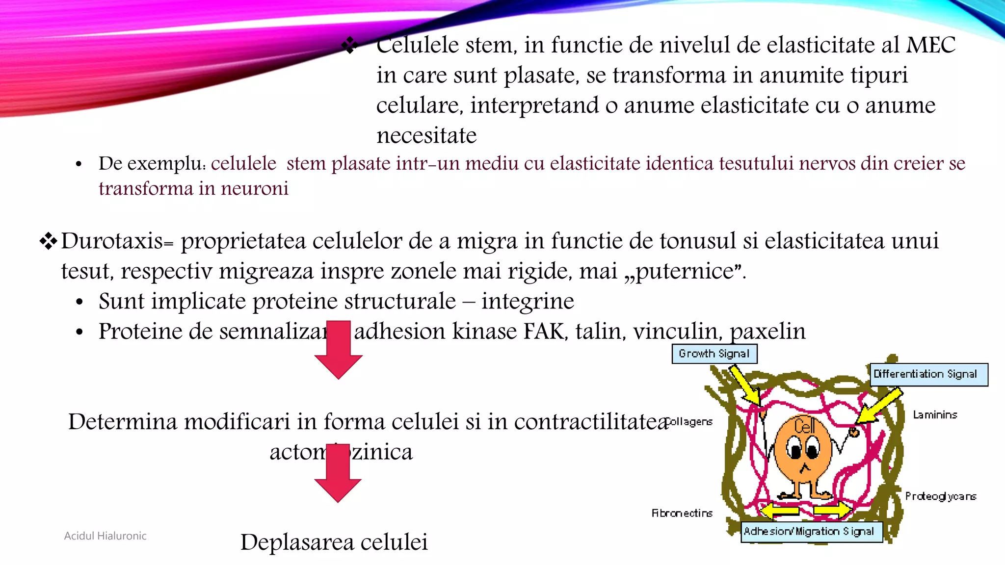 Acidul hialuronic | PPT