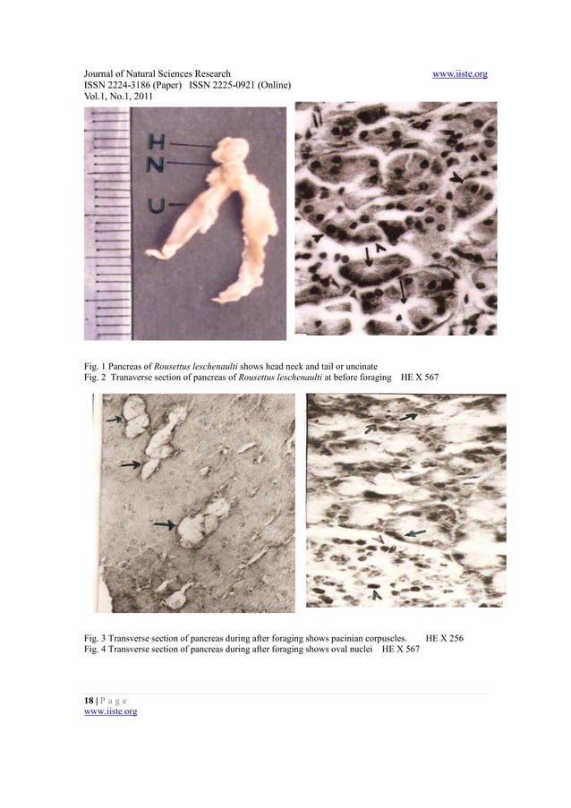Acinar cell types in the pancreas of frugivorous bat rousettus leschenaulti | PDF | Biological ...