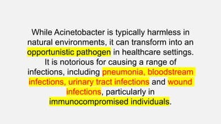 Acinetobacter.pptx
