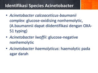 Acinetobacter | PDF