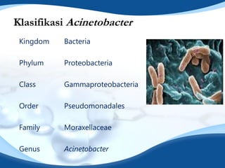 Acinetobacter | PPT