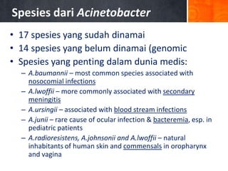 Acinetobacter | PDF