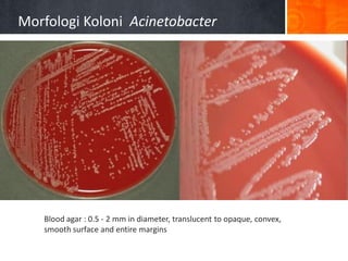 Acinetobacter | PPT