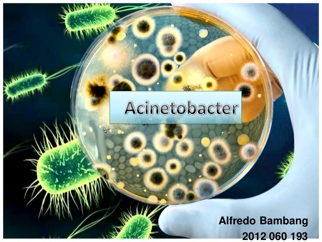 Acinetobacter