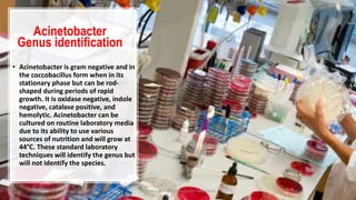 Acinetobacter baumannii an update | PPTX