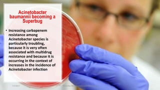 Acinetobacter baumannii an update | PPTX