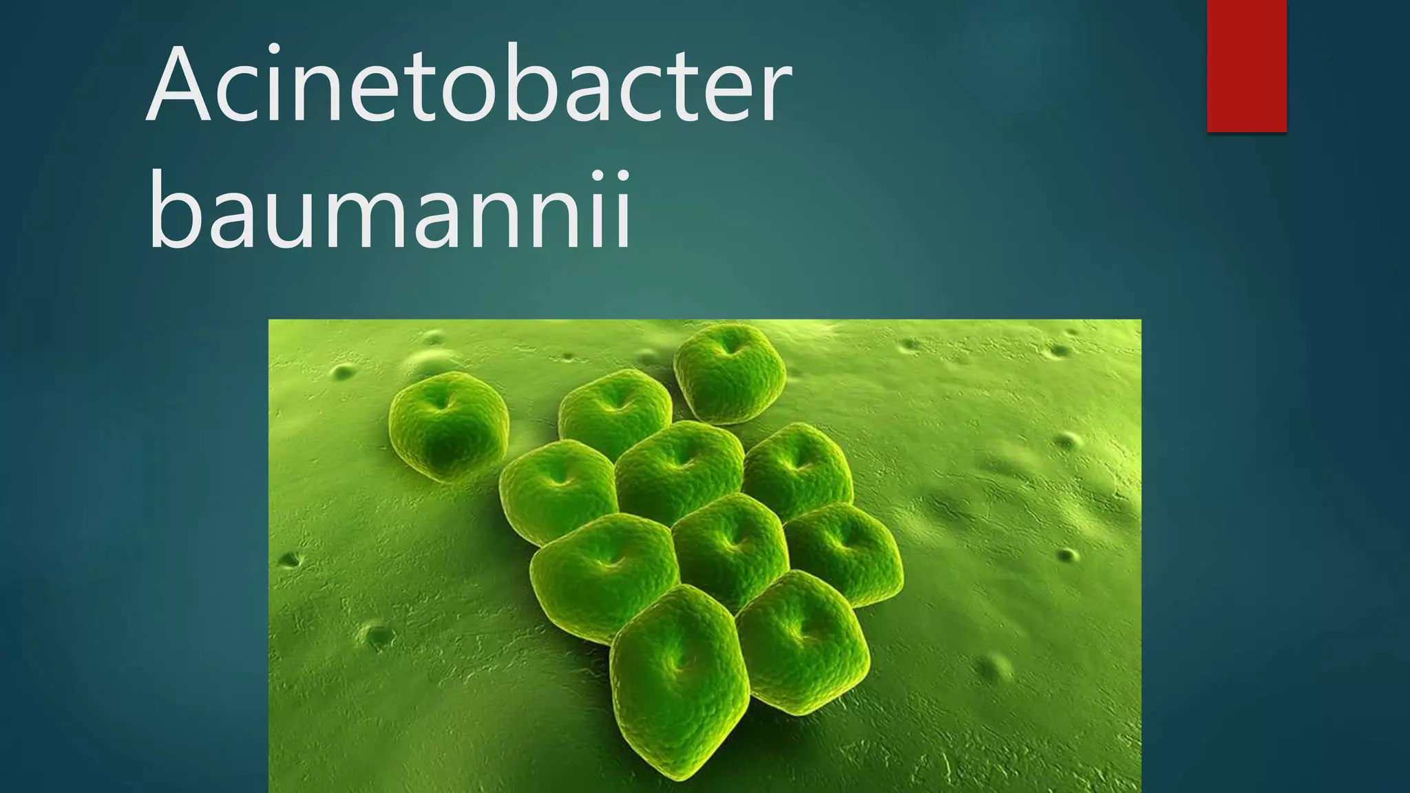 Acinetobacter baumannii | PPTX | Infectious Diseases | Diseases and ...
