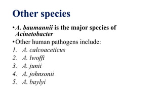 Acinetobacter baumannii01122021..pptx