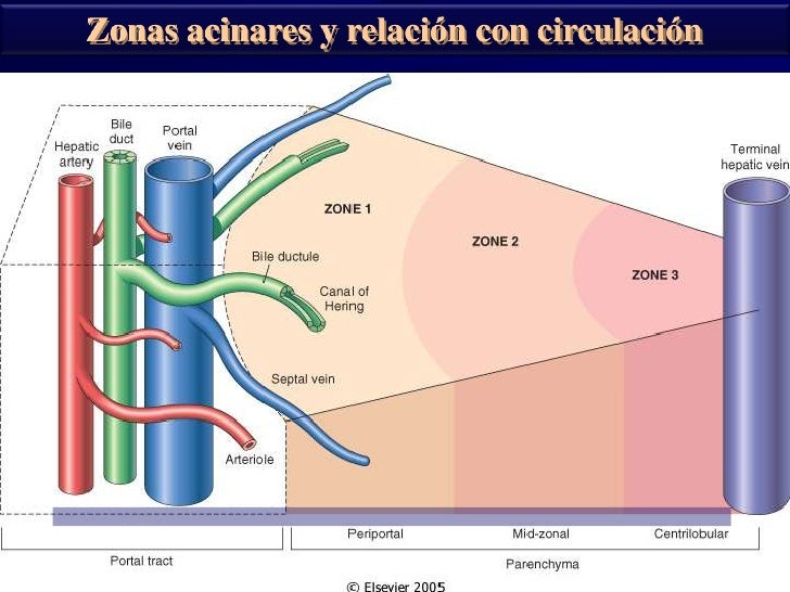 Acino HepáTico