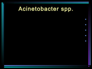 Acinto bacter p | PPT