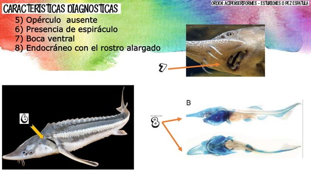 Peces: Orden Acipenseriformes (Esturiones y Peces Espátula) | PPT