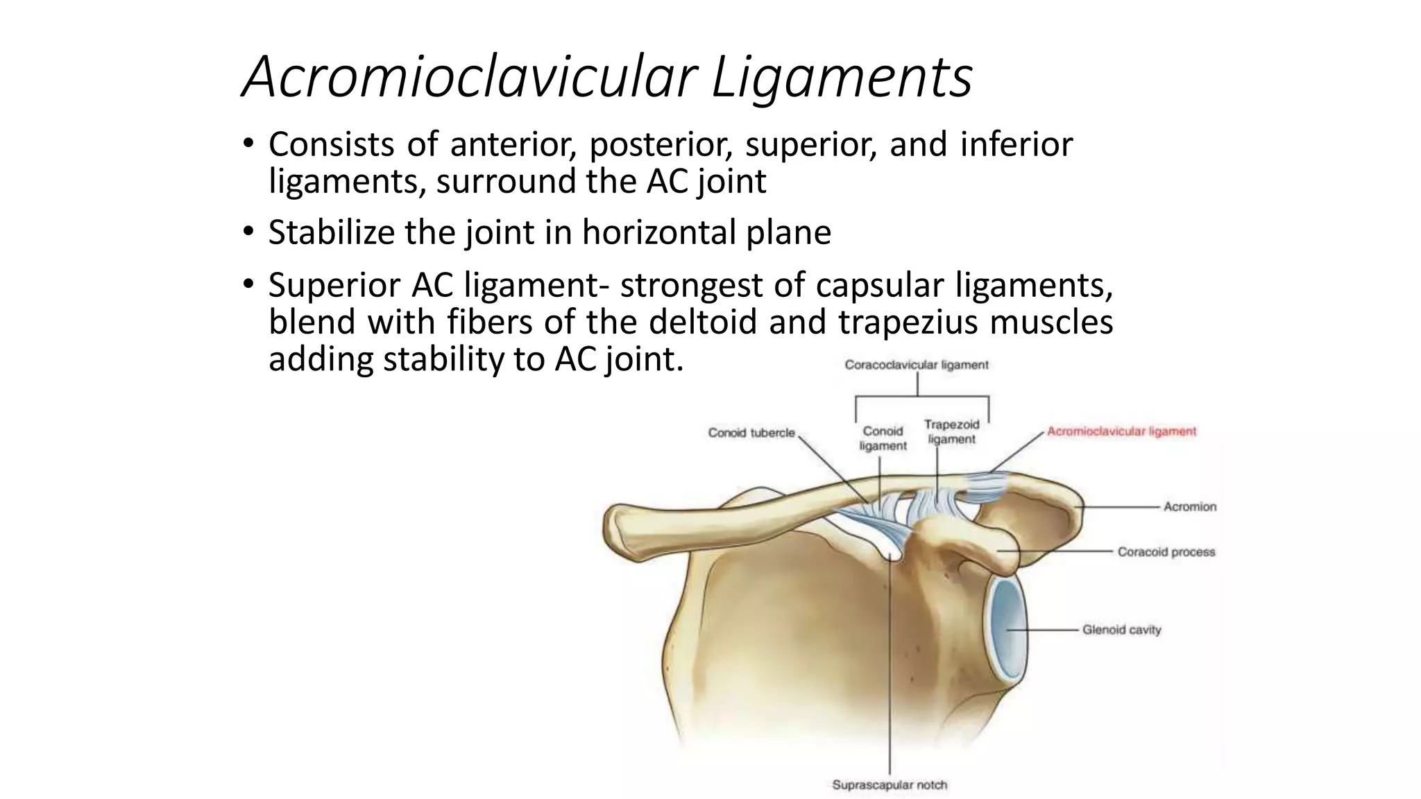 acromioclavicular joint dislocation.pptx