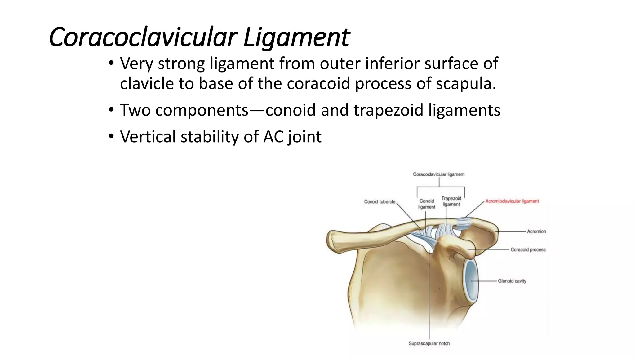 ACROMIOCLAVICULAR JOINT INJURY | PPTX