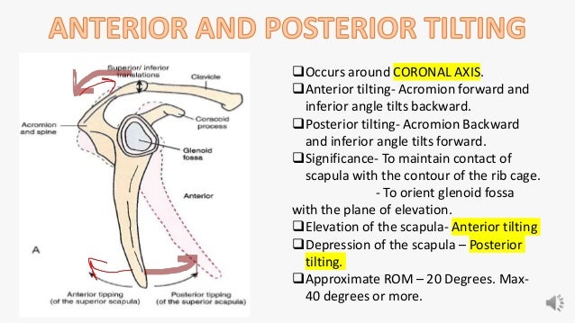 Shoulder biomechanics- Acromioclavicular joint | PPTX