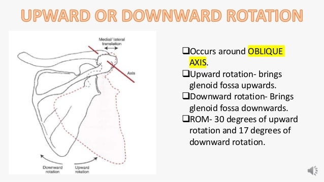 Shoulder biomechanics- Acromioclavicular joint | PPTX