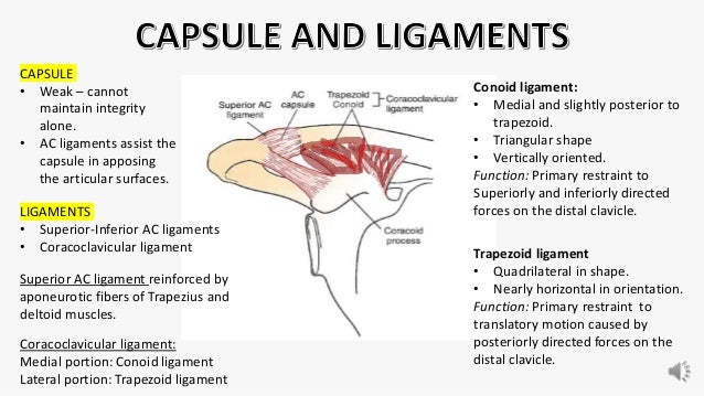 Shoulder biomechanics- Acromioclavicular joint | PPTX
