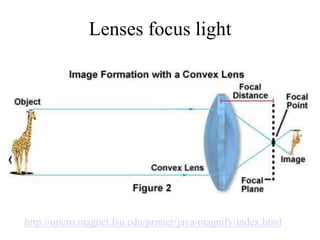Lesson on Properties of Light in Grade 7 | PPT