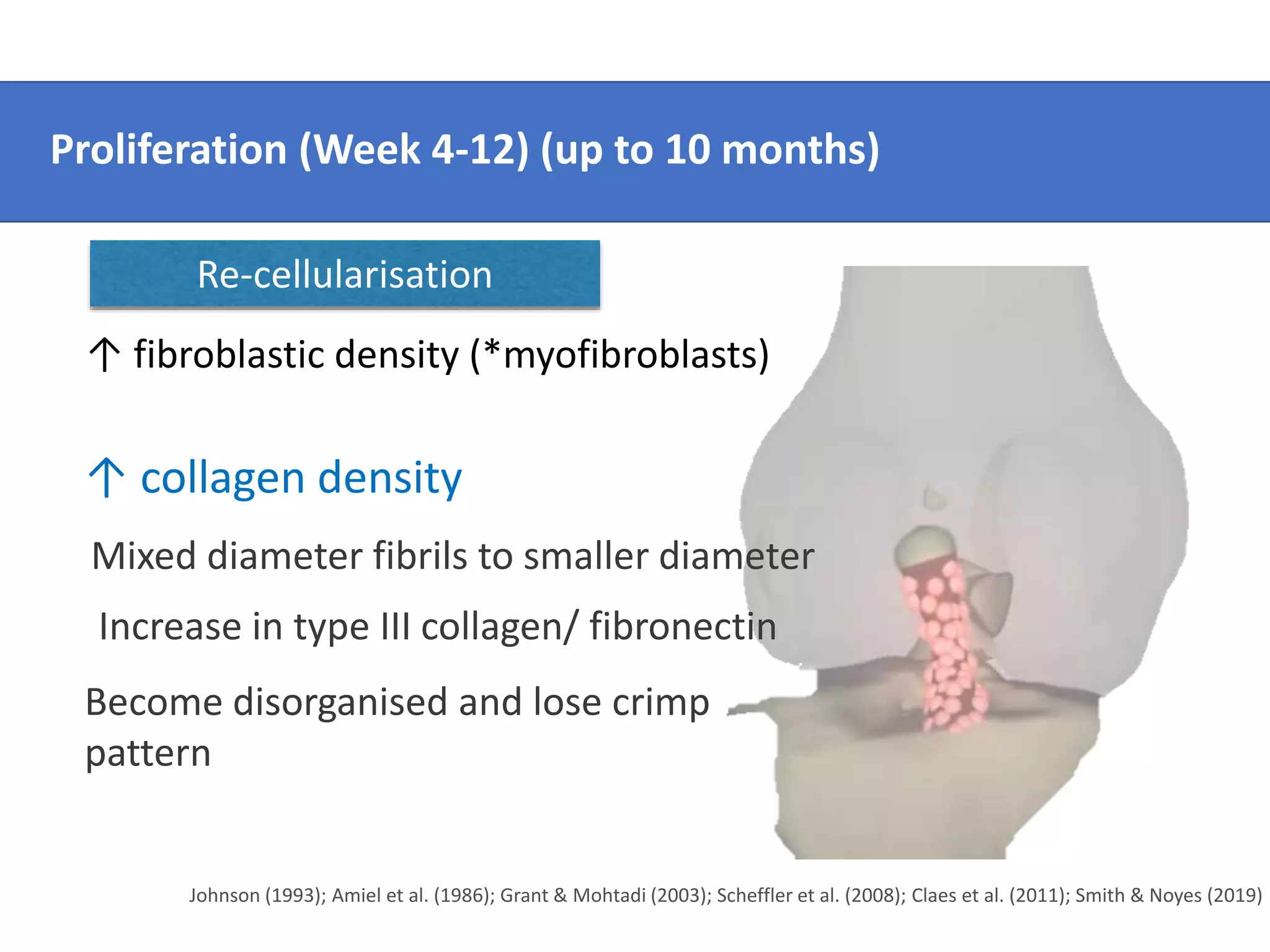 ACL healing presentation.pptx