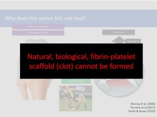 ACL healing presentation.pptx