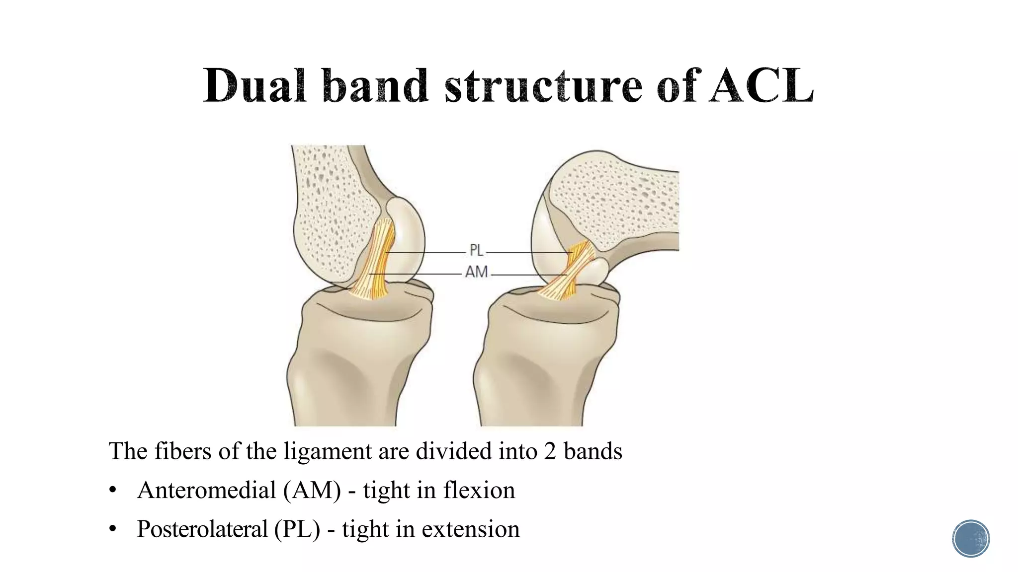 Acl injury | PPTX