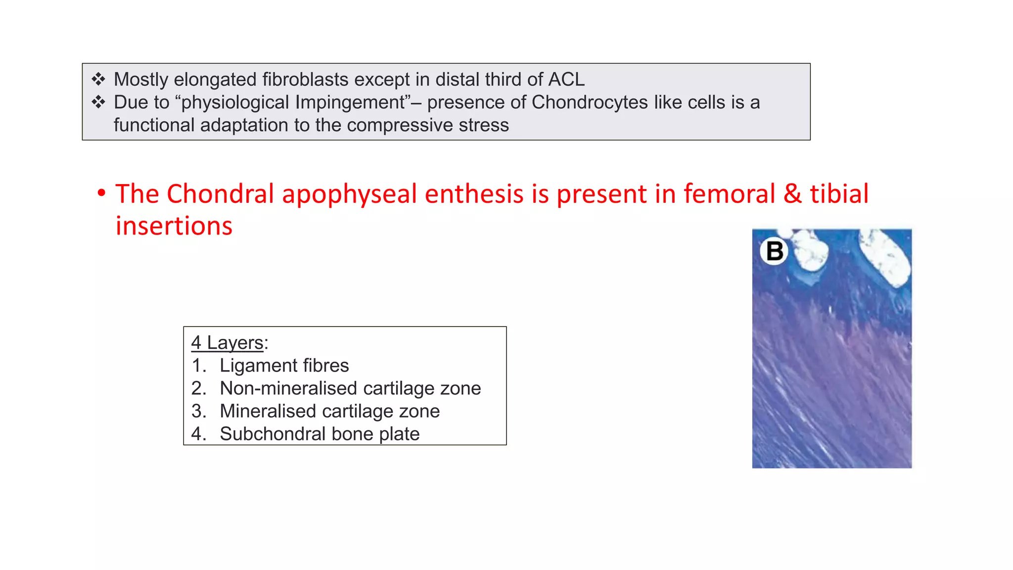 Acl reconstruction | PPTX
