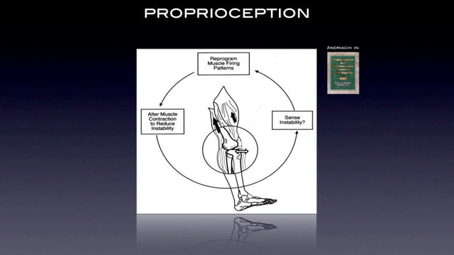 Proprioception after ACL injury | PPT