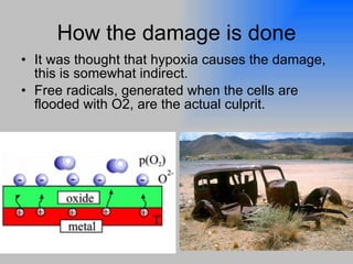 ACLS/ Theraputic Hypothermia presentation | PPT | First Aid | Injuries