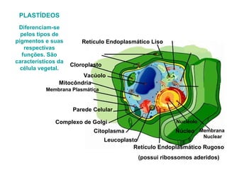 celula vegetal | PPT