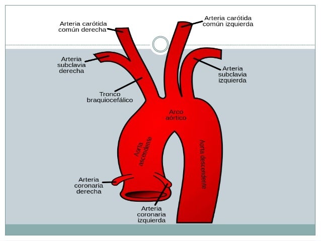 Carotida primitiva y sus bifurcaciones