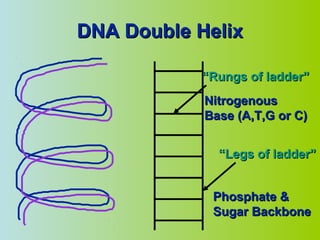 Acn dna notes | PPT