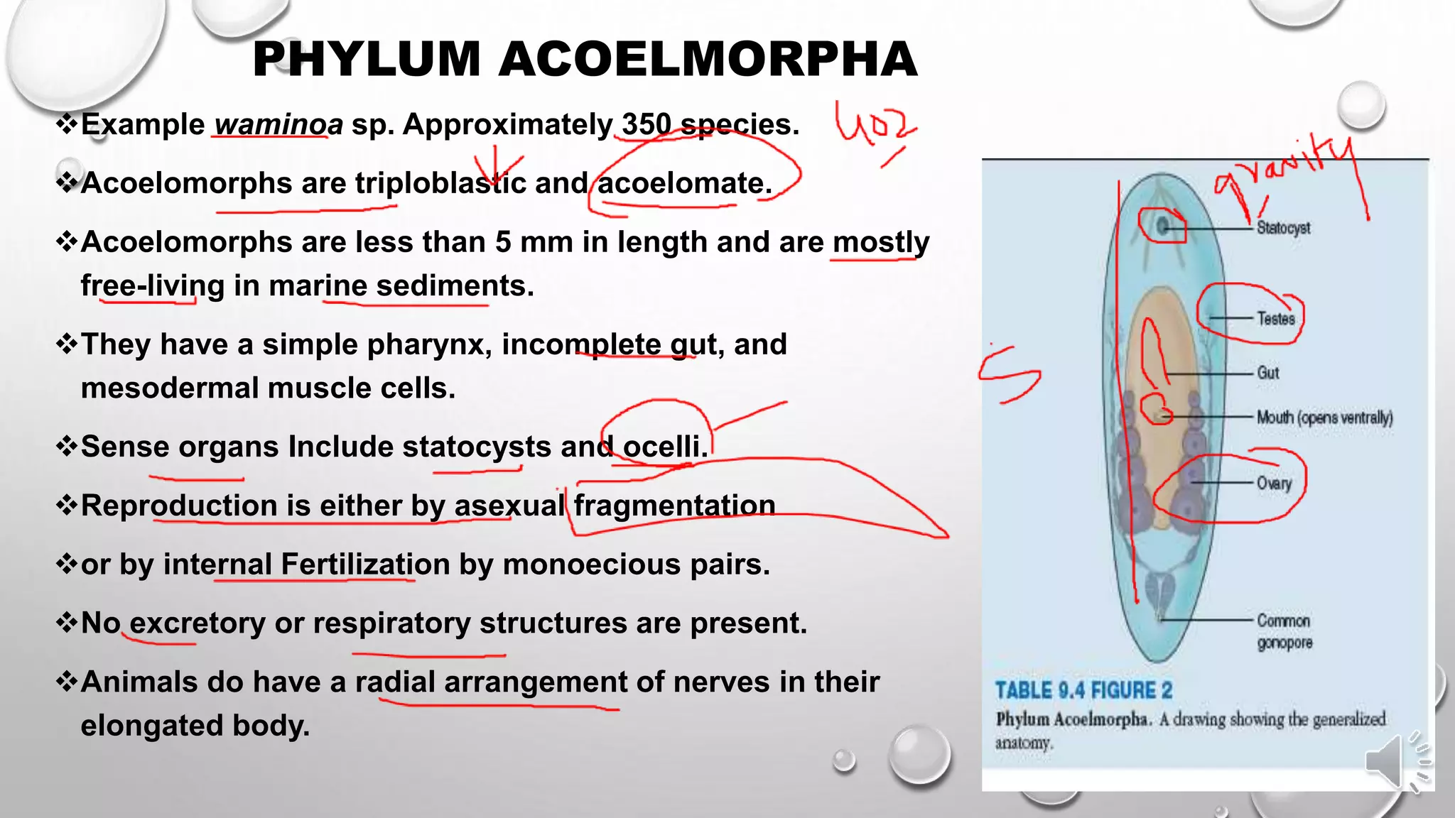 Phylum Acoelomorpha.pptx