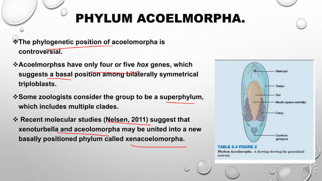 Phylum Acoelomorpha.pptx