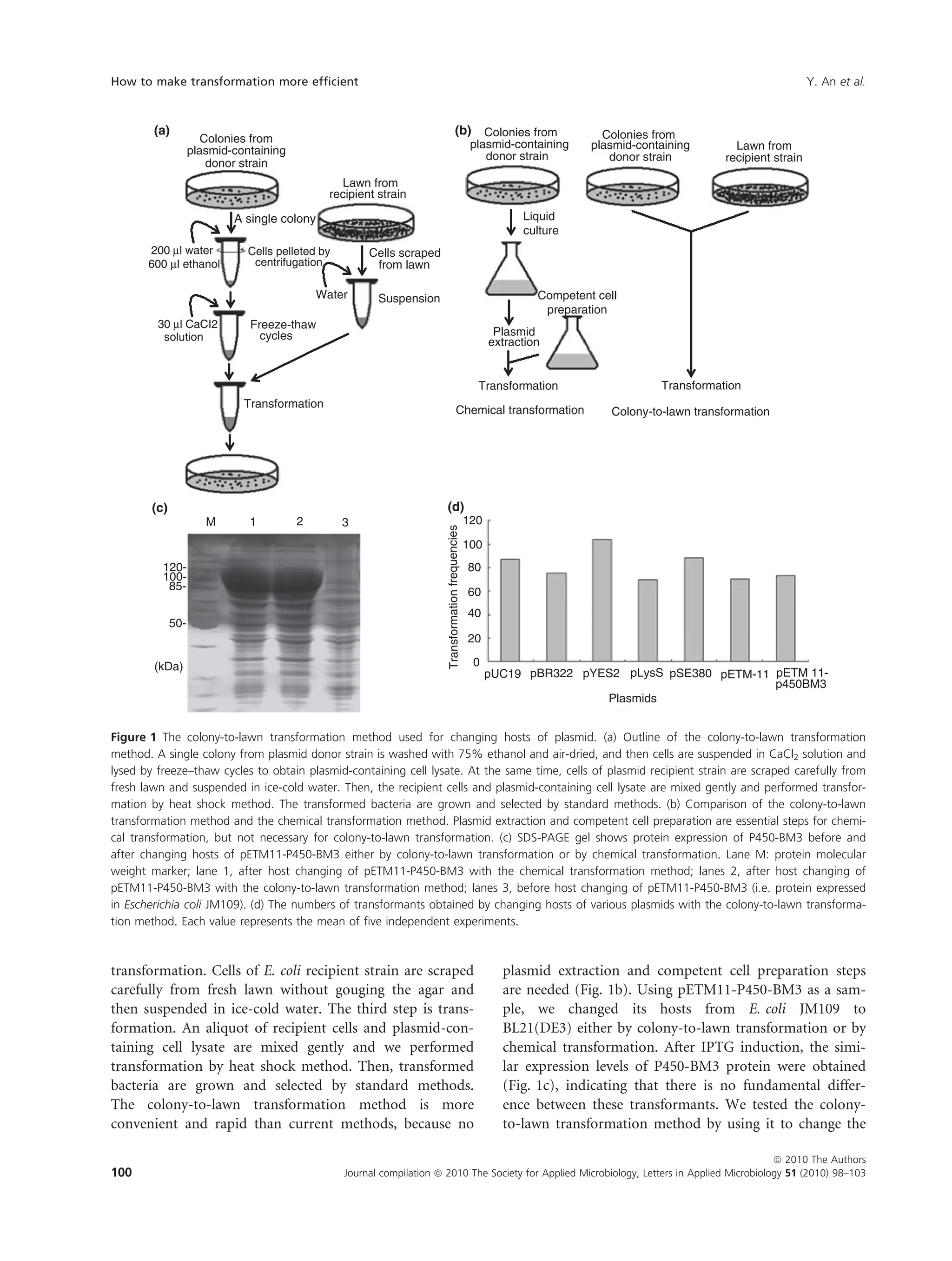 A colony to-lawn method for efficient transformation of escherichia ...