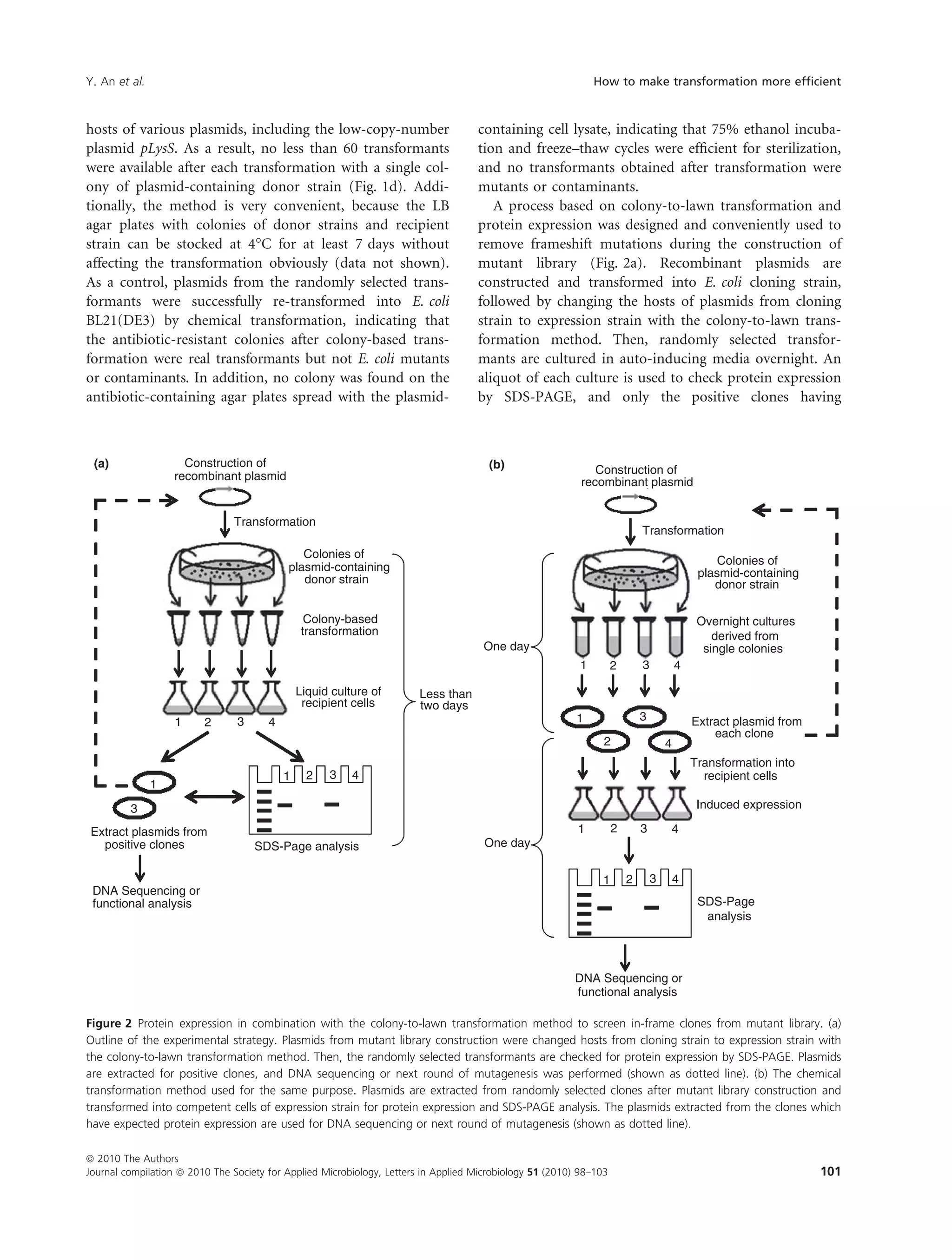 A colony to-lawn method for efficient transformation of escherichia ...