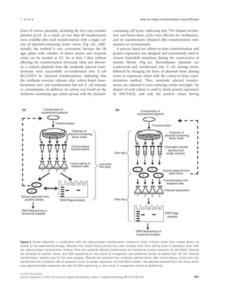 A colony to-lawn method for efficient transformation of escherichia ...