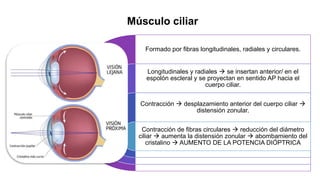 ACOMODACIÓN CRISTALINIANA: PRINCIPIOS DE OPTOMETRIA. | PPTX