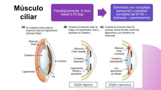 ACOMODACIÓN CRISTALINIANA: PRINCIPIOS DE OPTOMETRIA. | PPTX