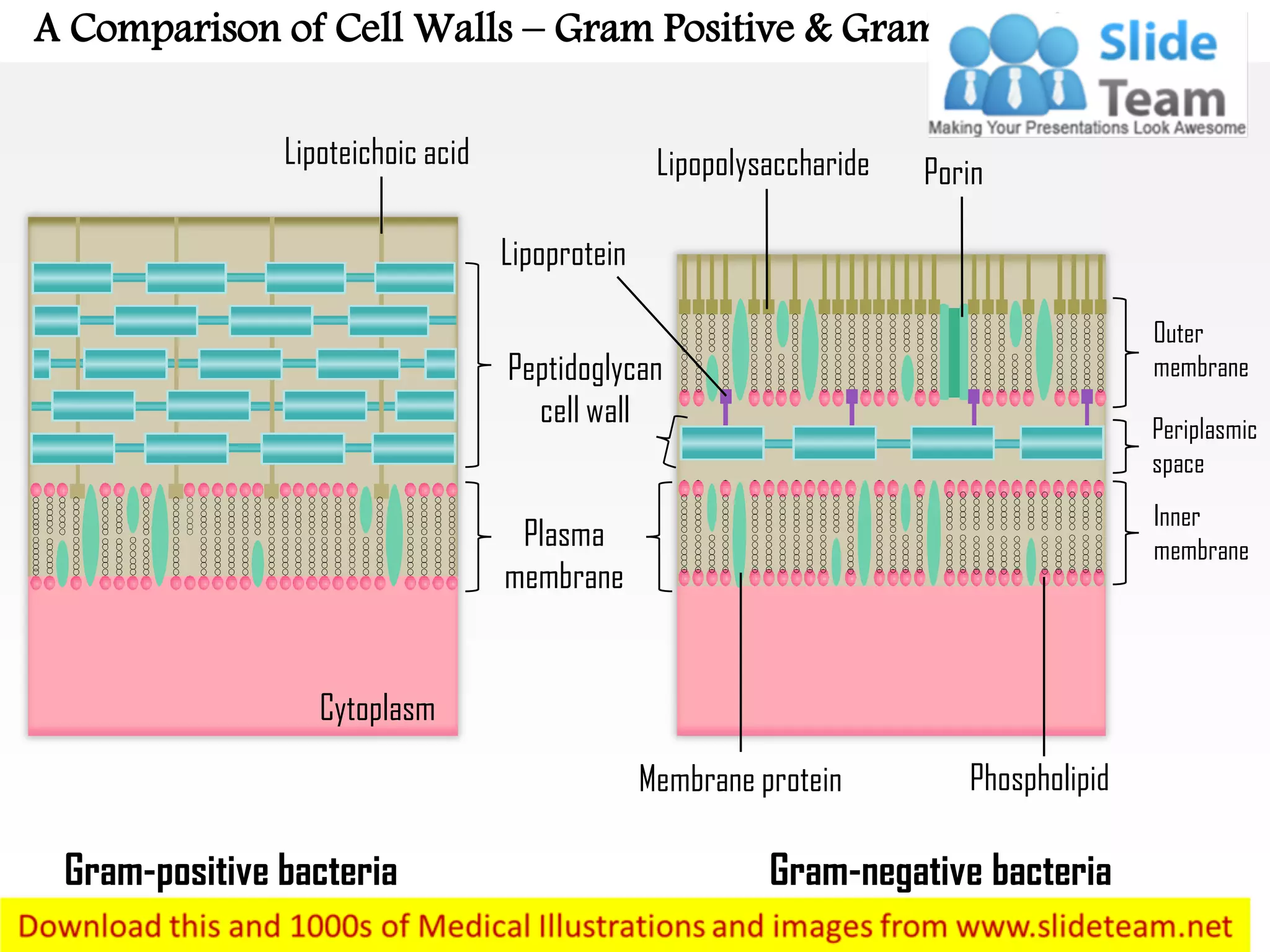 A comparison of the cell walls gram-positive and gram-negative medical images for power point | PDF