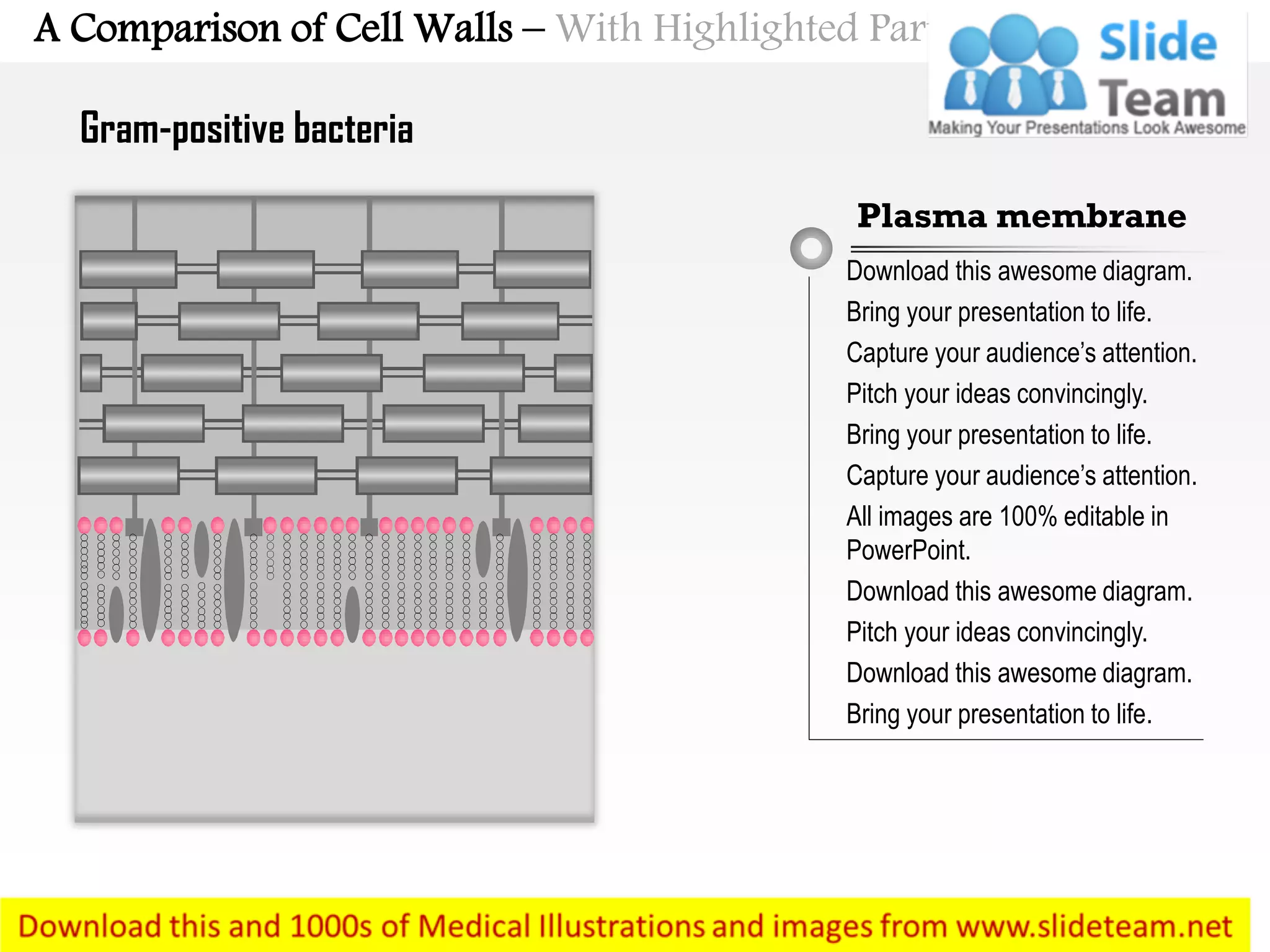 A comparison of the cell walls gram-positive and gram-negative medical ...
