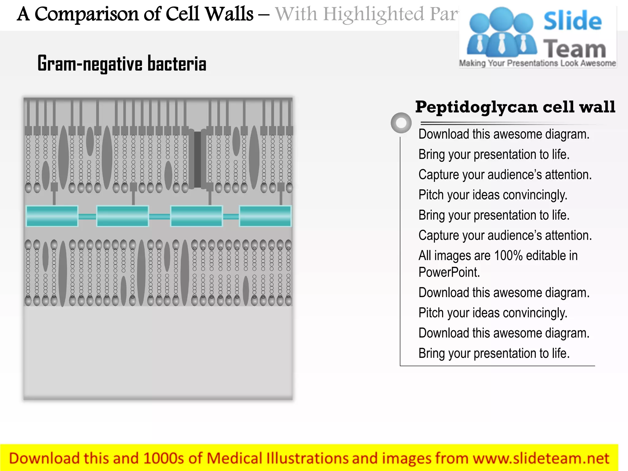 A comparison of the cell walls gram-positive and gram-negative medical ...