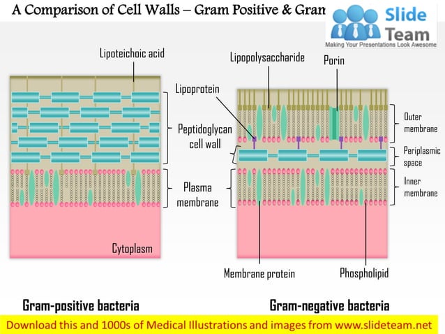 A comparison of the cell walls gram-positive and gram-negative medical ...
