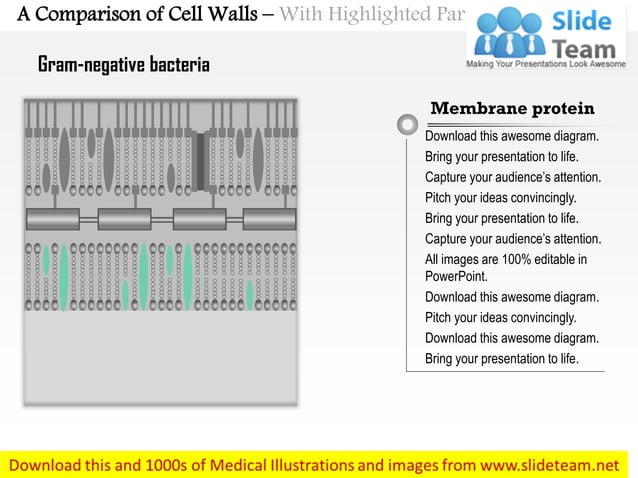 A comparison of the cell walls gram-positive and gram-negative medical ...
